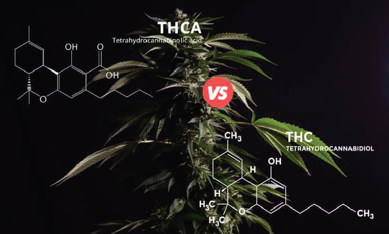 THCa vs THC: What is the Difference? - blem-boyz